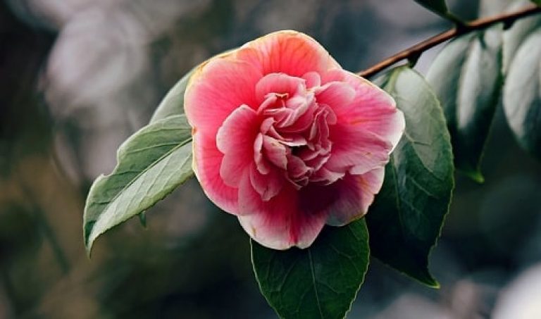 14 Best Feng Shui Flowers To Keep At Home | FengShuied