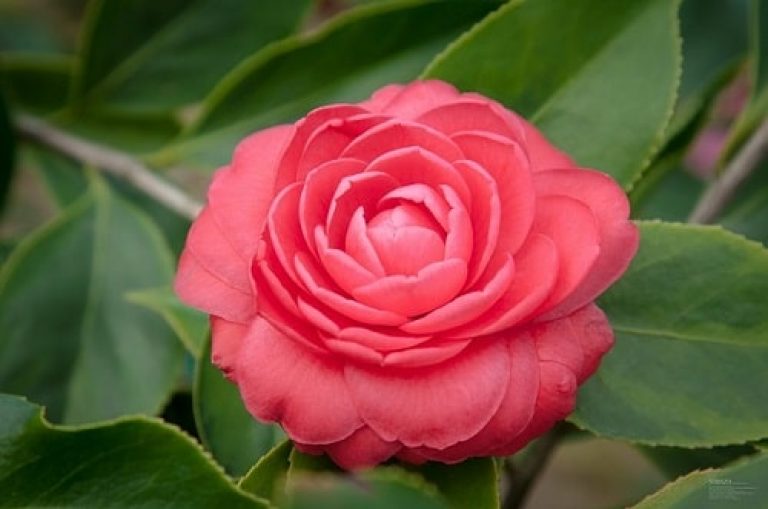 14 Best Feng Shui Flowers To Keep At Home | FengShuied
