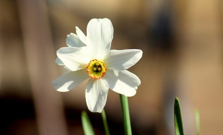 14 Best Feng Shui Flowers To Keep At Home | FengShuied